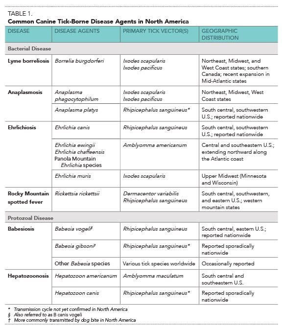 Anaplasmosis Control: Best Practices For Veterinary Professionals - Ask ...
