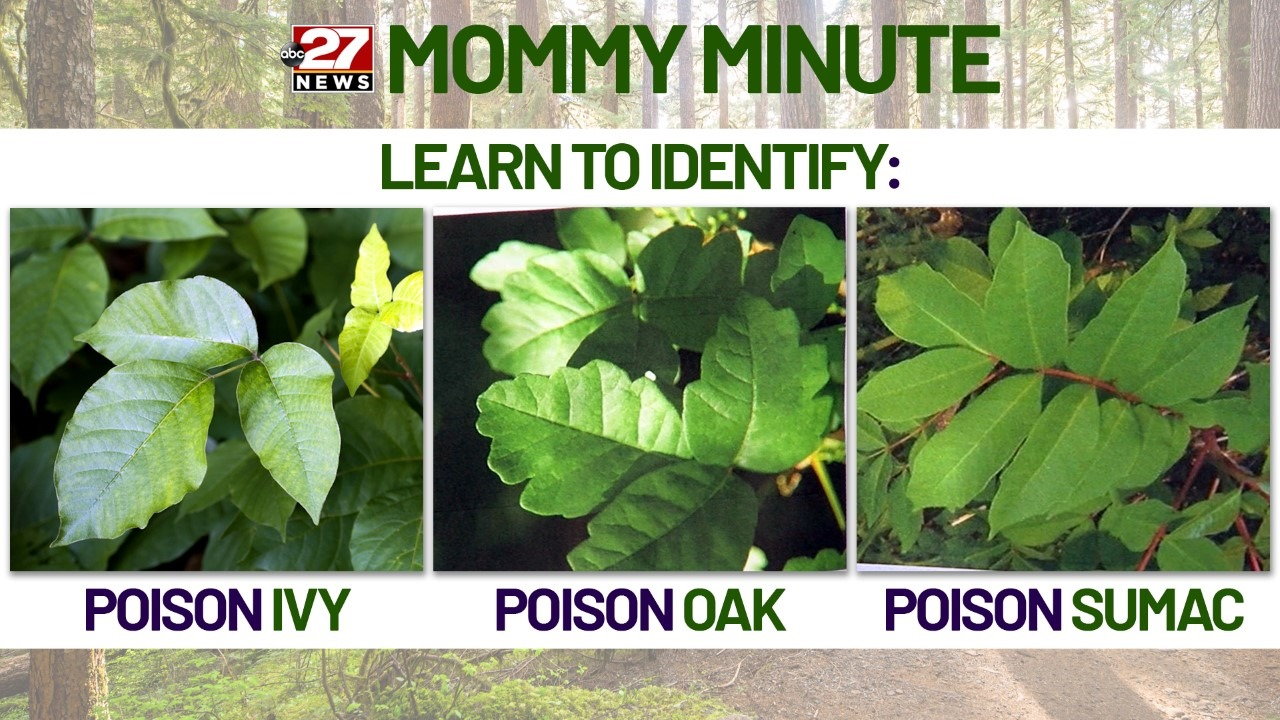 How To Prevent Poison Ivy - Ask The Nurse Expert