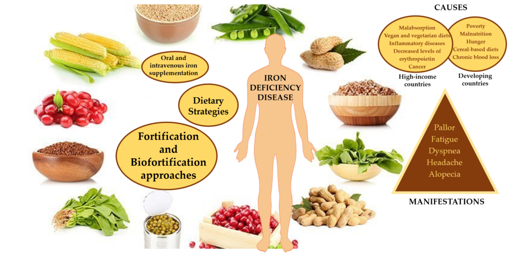 Preventing Anemia: Role of Iron in the Diet - Ask The Nurse Expert